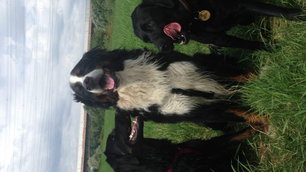 „Dogs on tour“ voll im Trend – Schier grenzenlose Fürsorge | Dogs on tour